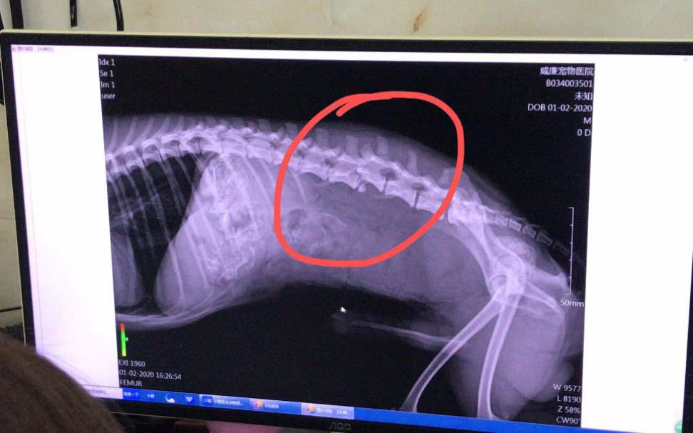 【流浪动物】遇到这种事情太可恶了