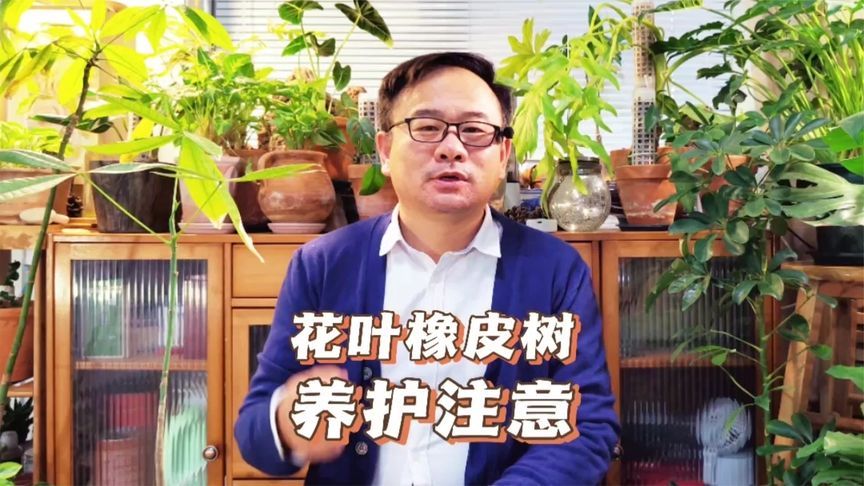 花叶橡皮树的养殖方法和注意事项:做好6件事,纹理醒目别具特色