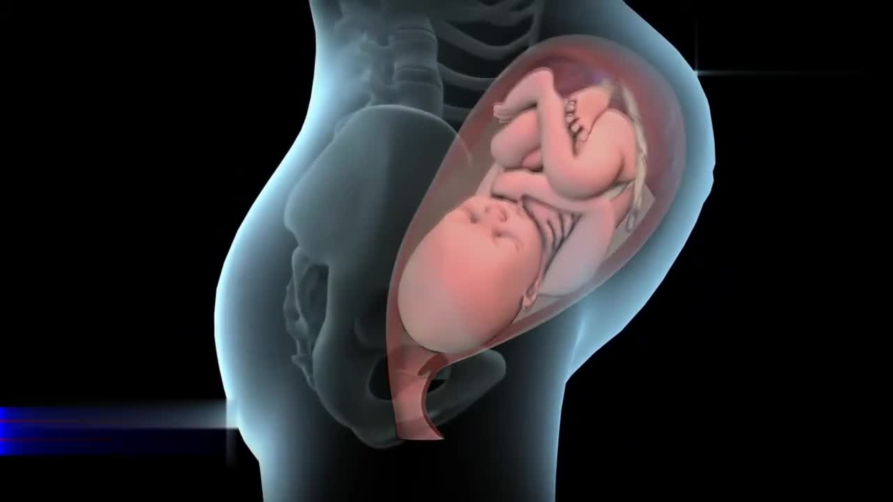 准妈妈看过来 3D动画演示分娩过程
