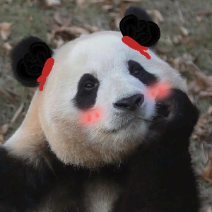 福福福福福福猪猪 