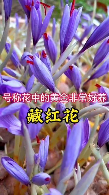 ...藏红花种球藏红花藏红花的功效与作用