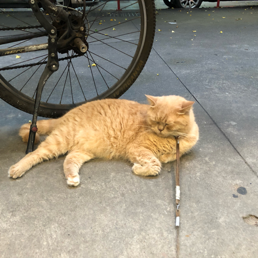 哈哈哈笑的喵喵 