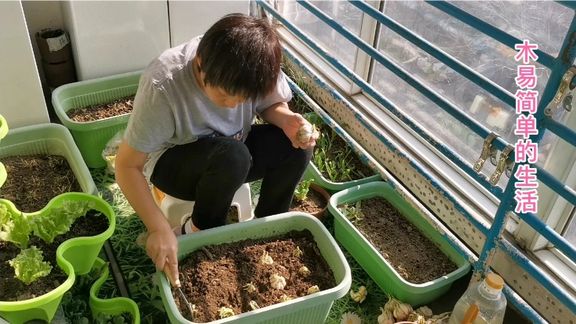 大蒜发芽了可别扔呦,种在土里吃蒜苗也不错呀。