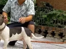 训狗上厕所 训练狗狗定点排便