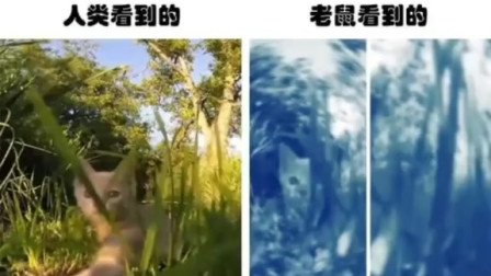 我们看到五彩斑斓的世界,到底是不是真实的