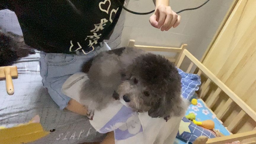 主人没钱去宠物店给狗子洗澡,在家自己帮洗小狗还不配合