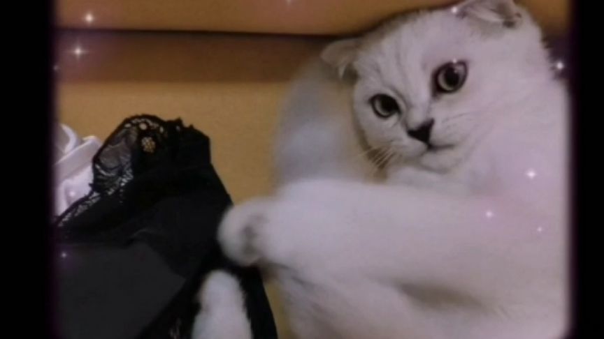 有个小猫猫它有一点憨憨憨