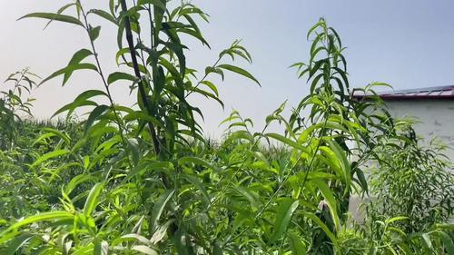 8月份,给去年种植的桃树管理,怎么做才能明年结果呢