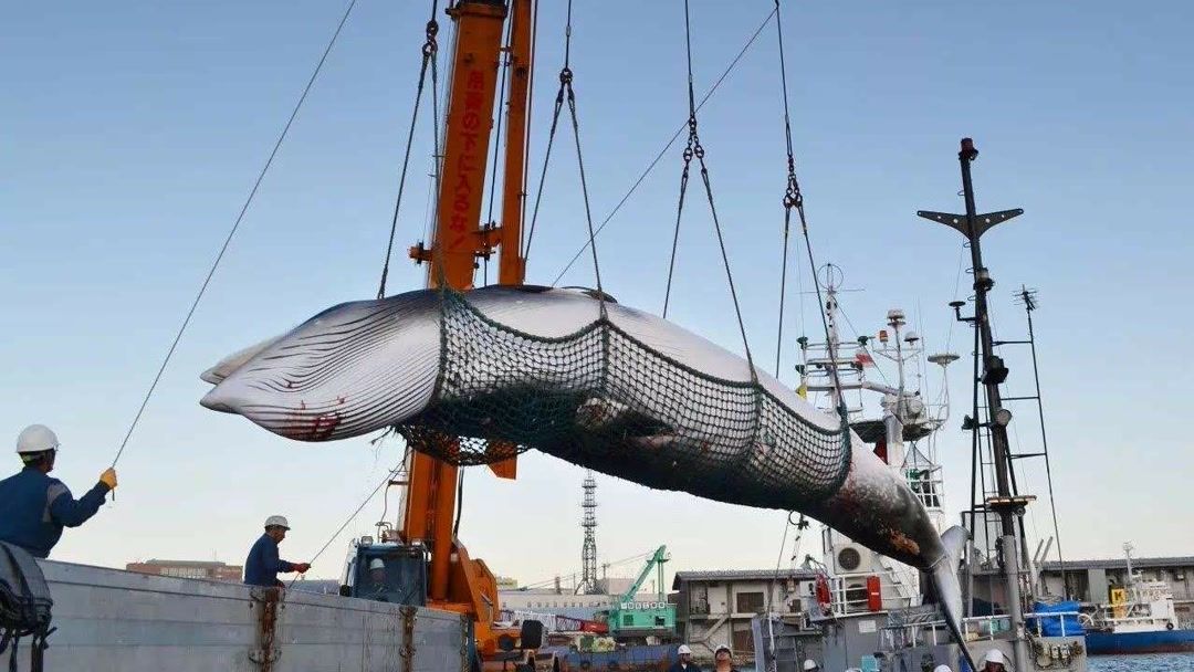 日本为啥喜欢捕杀鲸鱼?一头鲸能卖多少钱?巨额利润下掩藏着鲜血