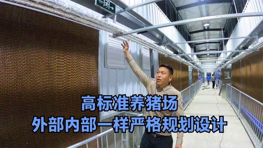 猪场规划有多严谨,有效利用土地不浪费,保证猪只舒舒服服长肉!