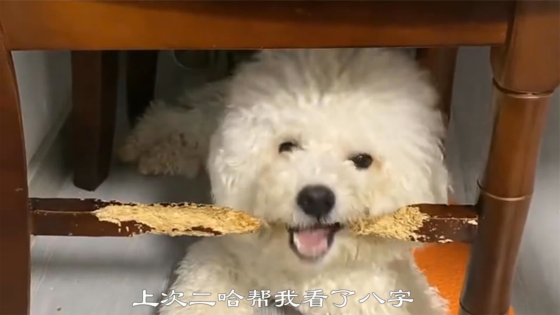 狗:算命的说我五行缺木,所以需要吃啥补啥
