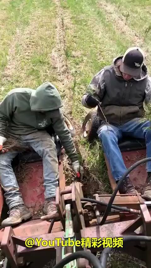 植树造林的效率,原来可以这么高