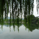 两江风情m 