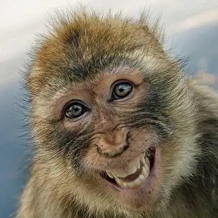 咯咯咯的没牙胖 