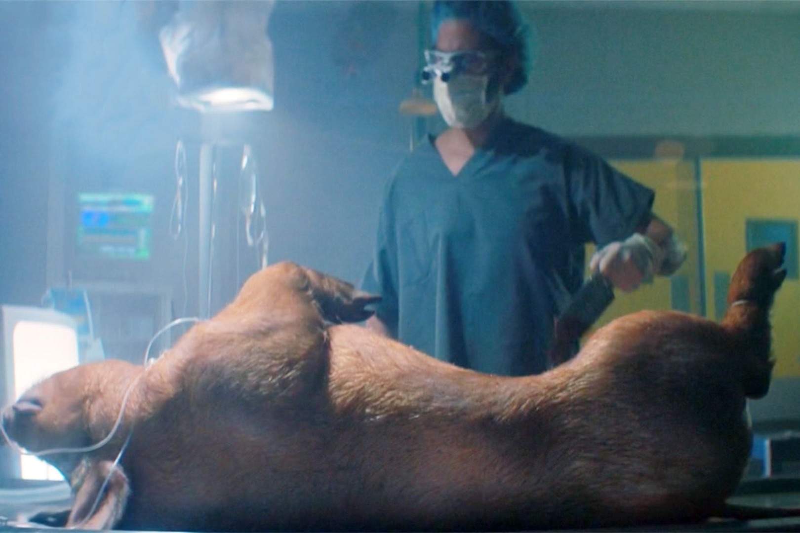 妻子身患重病,丈夫竟把猪器官移植在她身上,没想到酿成大祸