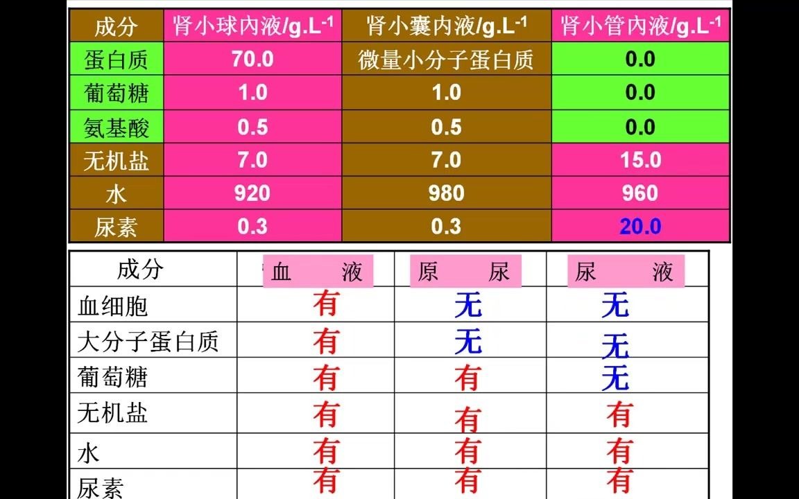 初中生物-尿液的形成