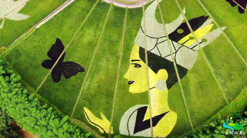 这里的农民真可爱!用稻谷作画,真好奇他们是怎么做到的
