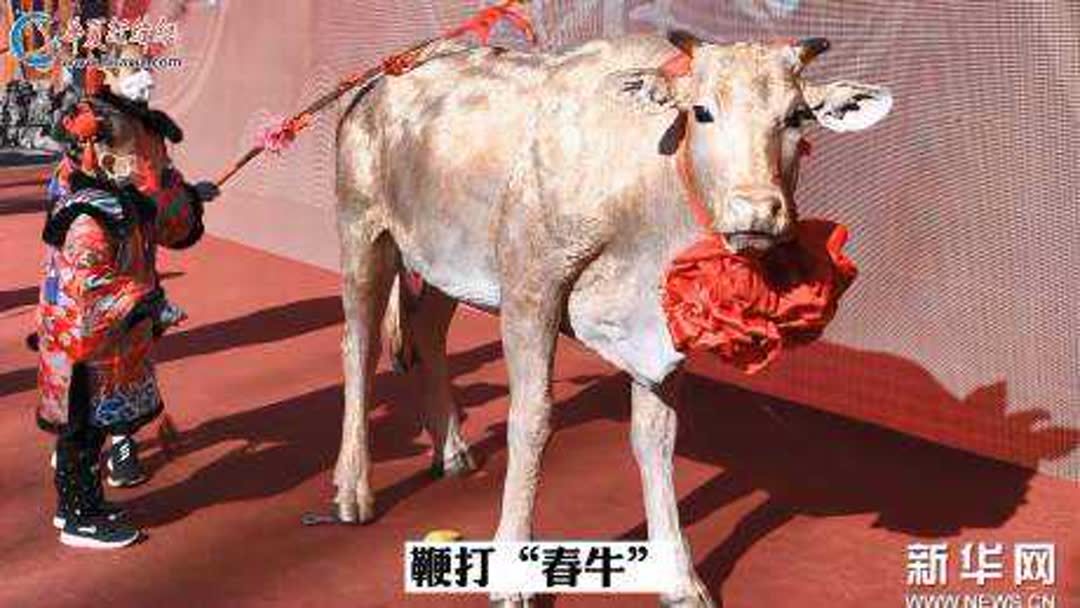 打春牛、犁春牛、咬春纳吉 各地民俗喜迎立春