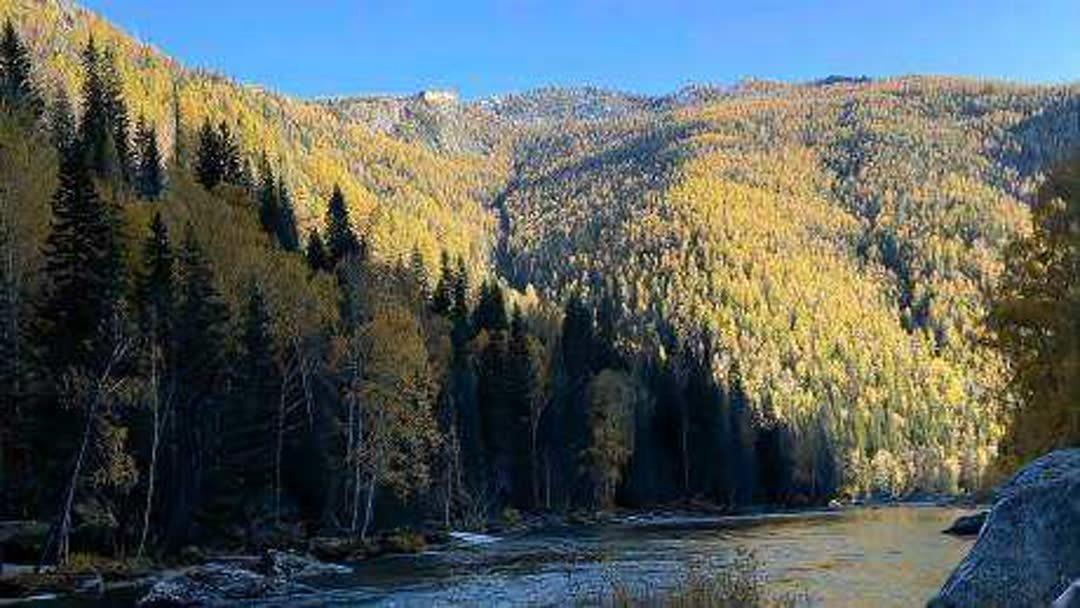 美呆了我的天!新疆可可托海的金秋白桦林,你不想来一趟吗?