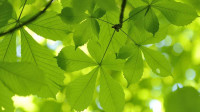 总复习:式与方程1(苏教版六年级下册)