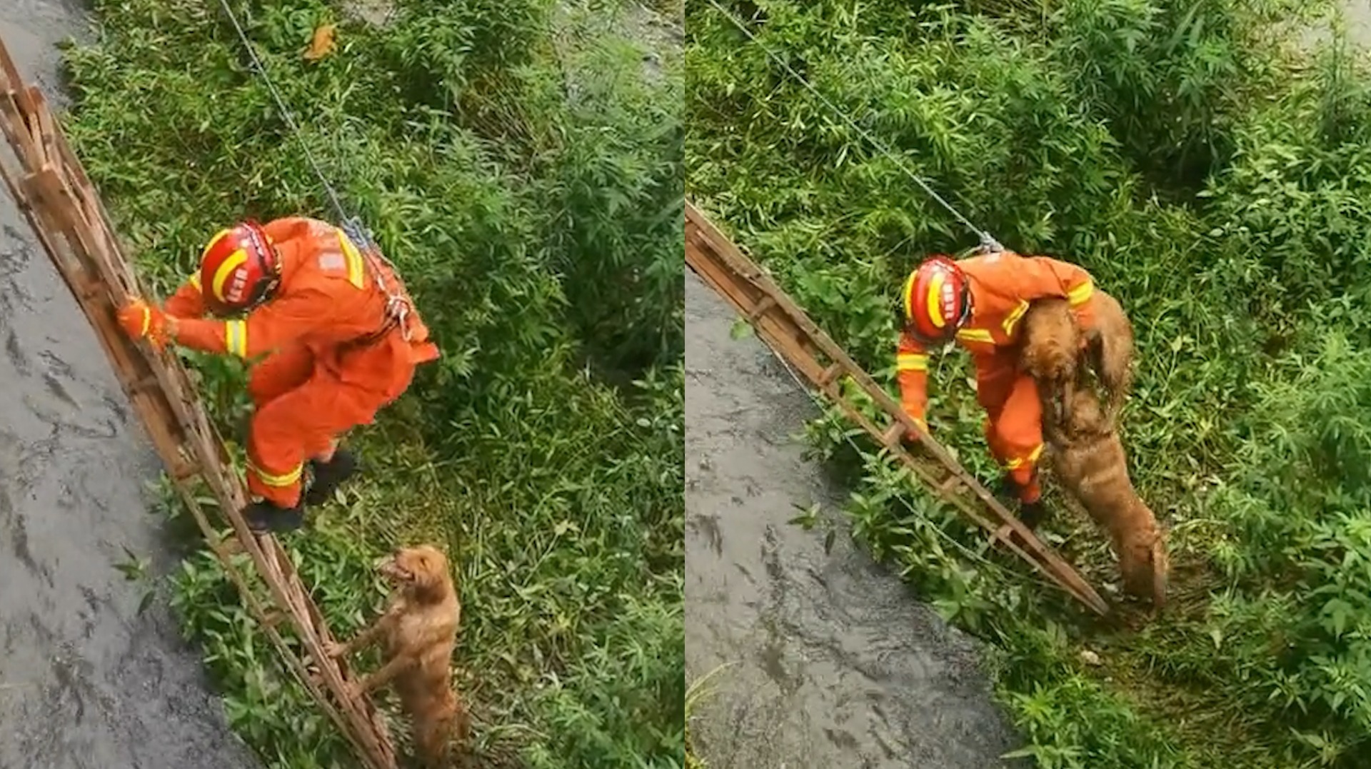 2只狗狗被困河道获救,其中1只举动亮了,围观群众直夸聪明