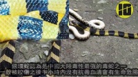 【世界十大】動物 - 世界上最毒的十種毒蛇,你所認識的眼鏡蛇竟然僅...