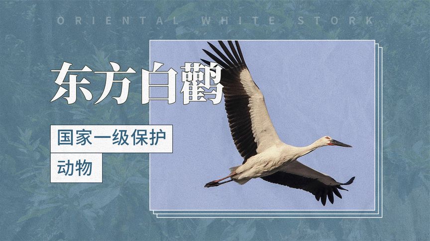 东方白鹳——国家一级保护动物