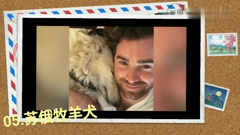 排名前10超笨的狗狗,据说每一只都价格不菲哦