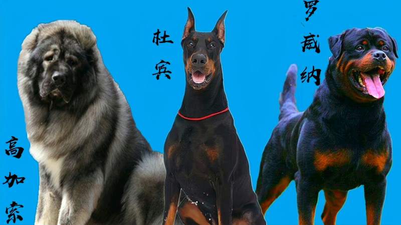世界十大护卫猛犬合集,前五种狗都是经典!