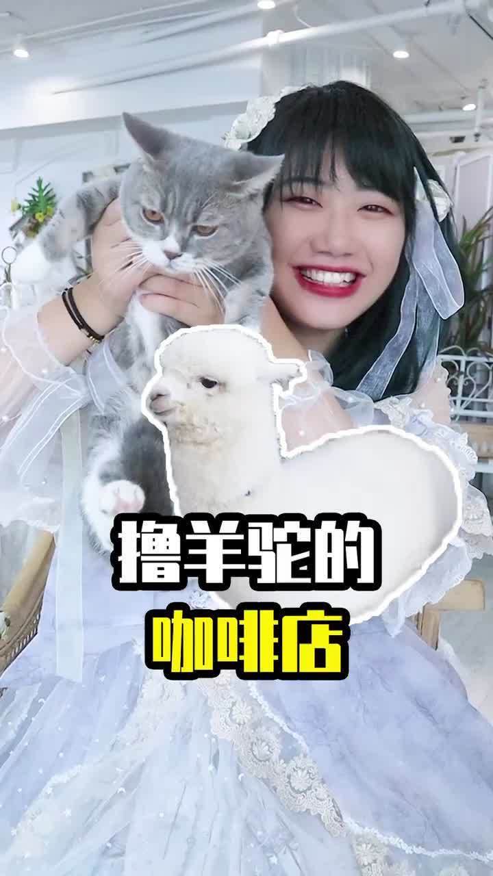 咖啡店里的服务员竟然是只羊驼?