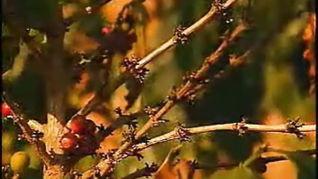 咖啡的种植与初加工