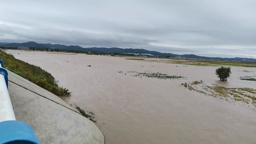 快成熟的水稻今年又废了!露在水面点的是水稻!