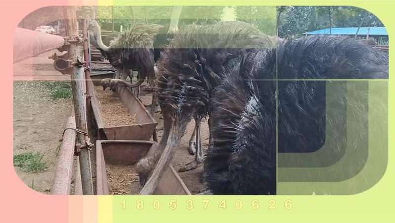 鸵鸟生产计划的制订和落实