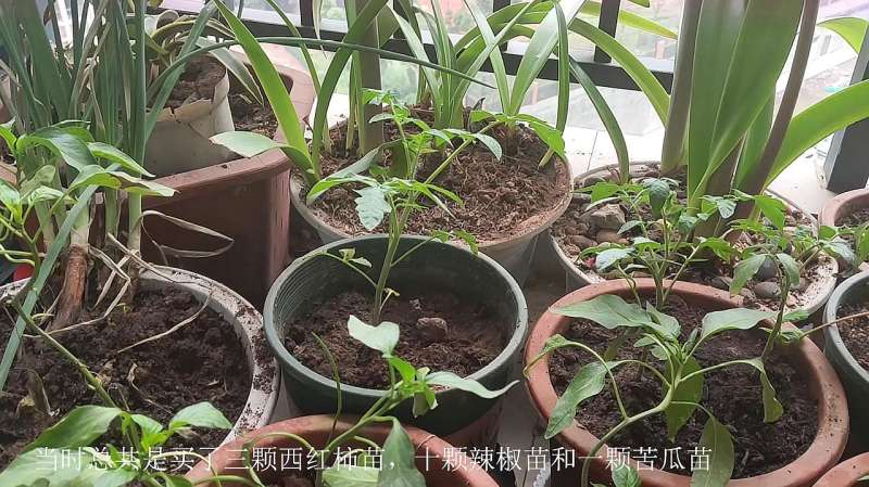 阳台蔬菜成长记,长势良好,辣椒都有花苞了