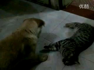 重金悬赏,寻狗启示