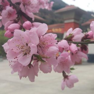 美林6913 