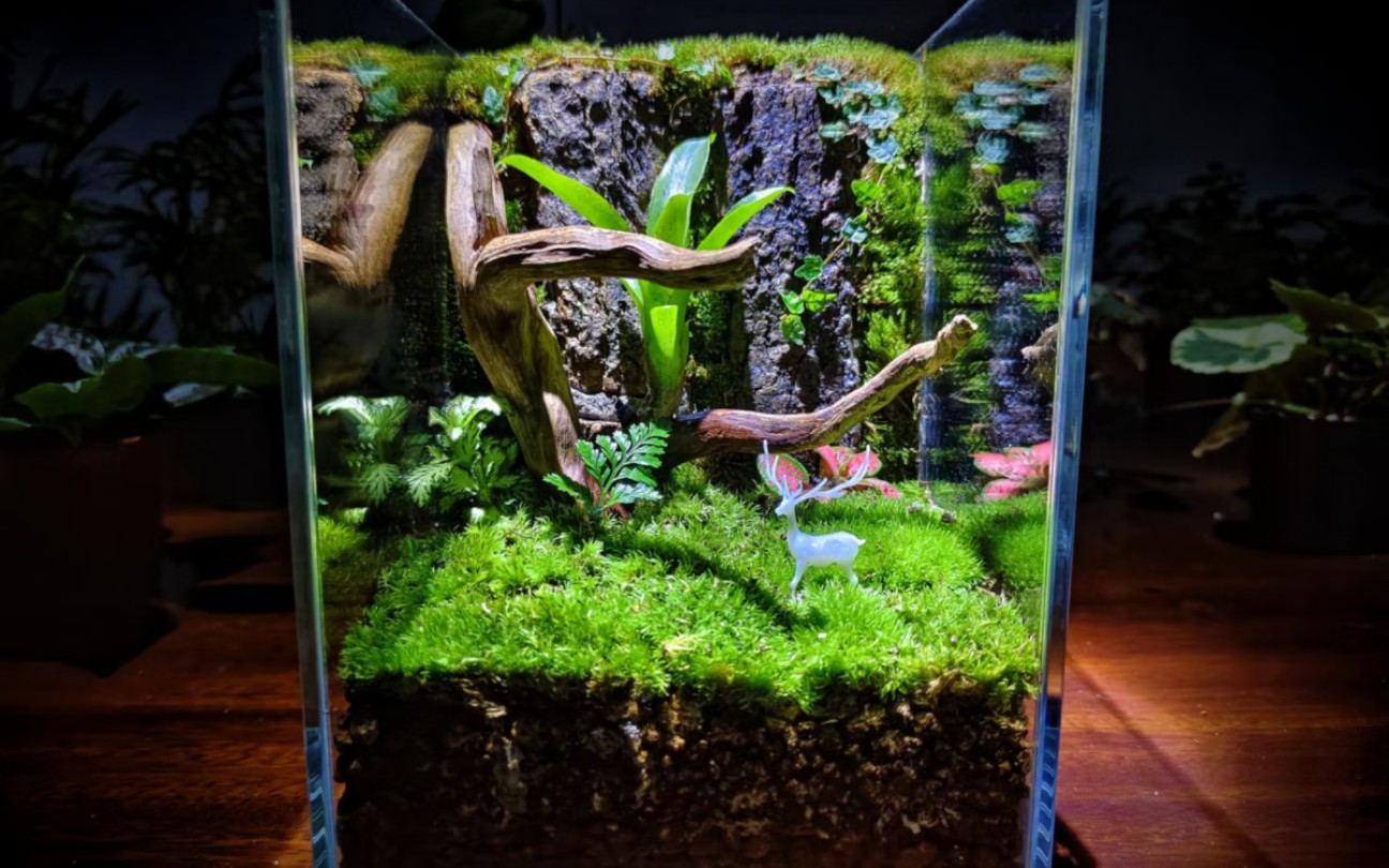 对新手非常友好的超简易微景观/迷你雨林缸