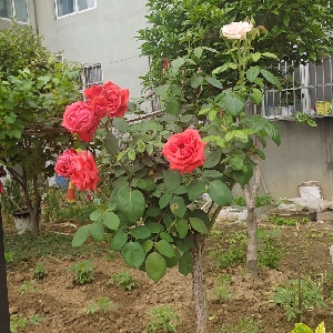 放单主持影视剪辑 