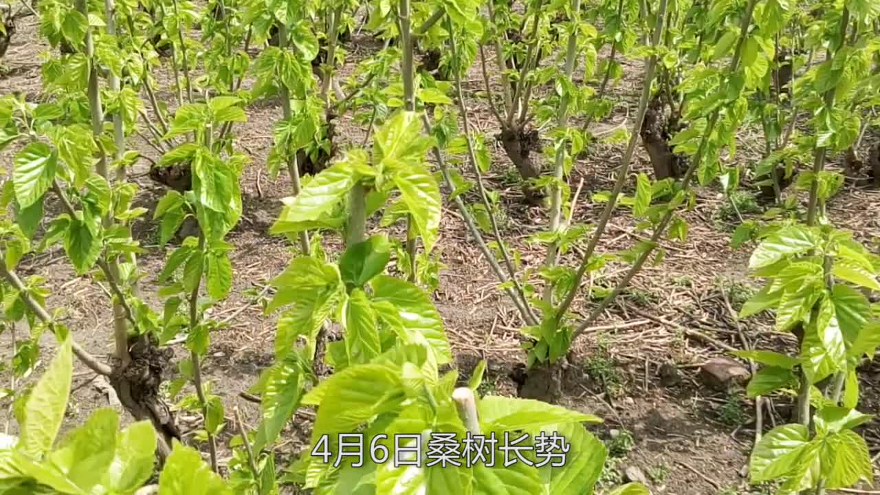 常久儿童蚕丝被之桑树生长系类第四期