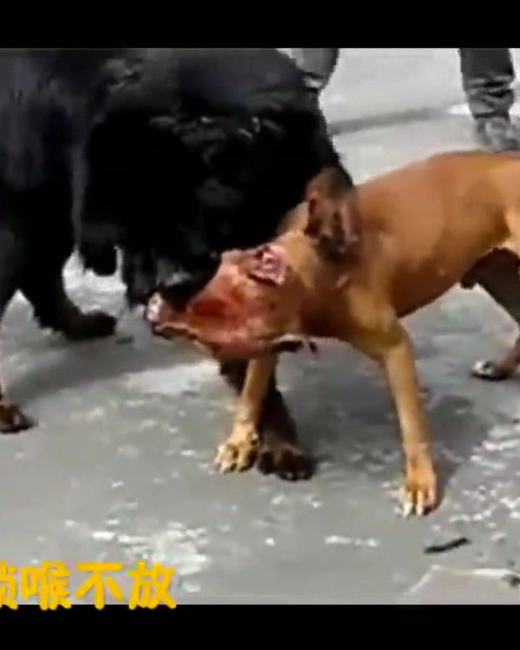 当藏獒遇上比特犬,比特犬瞬间被秒杀!