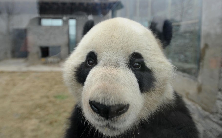 【大熊猫的审美】汇总几点:1、女熊不喜欢嫩弟,即便都是4岁半发育...