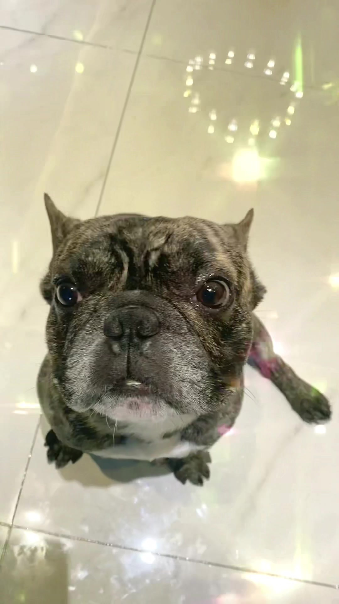 一分钟教会你,在家里给狗狗洗澡!两年以来多尔滚都是在家洗,没有一点...