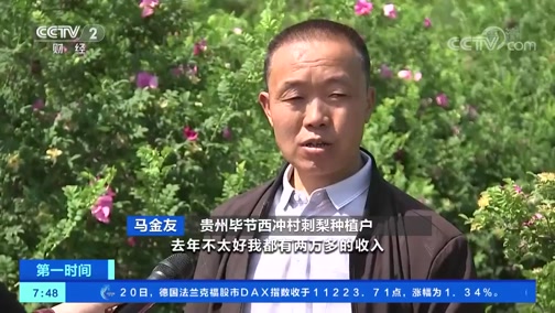[第一时间]贵州毕节:刺梨花开满山红 村民走上致富路