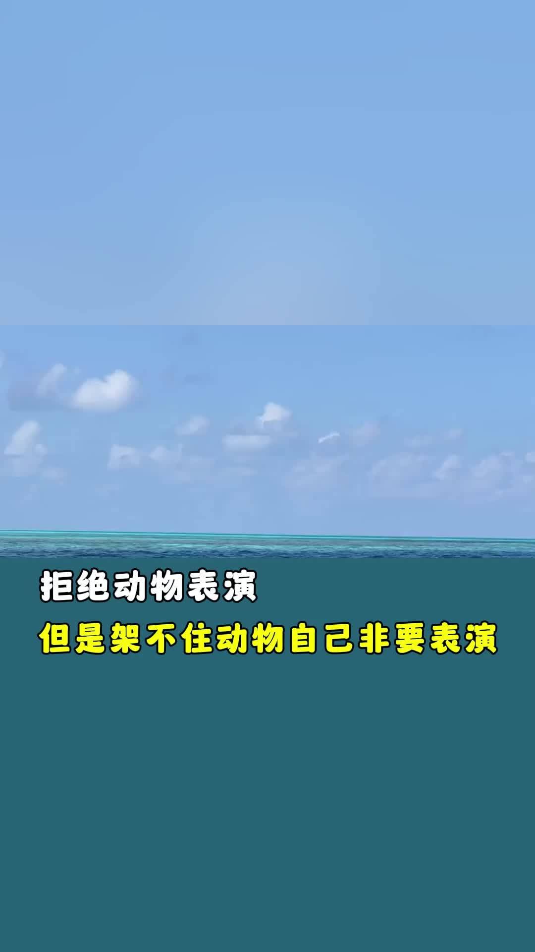 拒绝动物表演,但是架不住动物自己非要表演