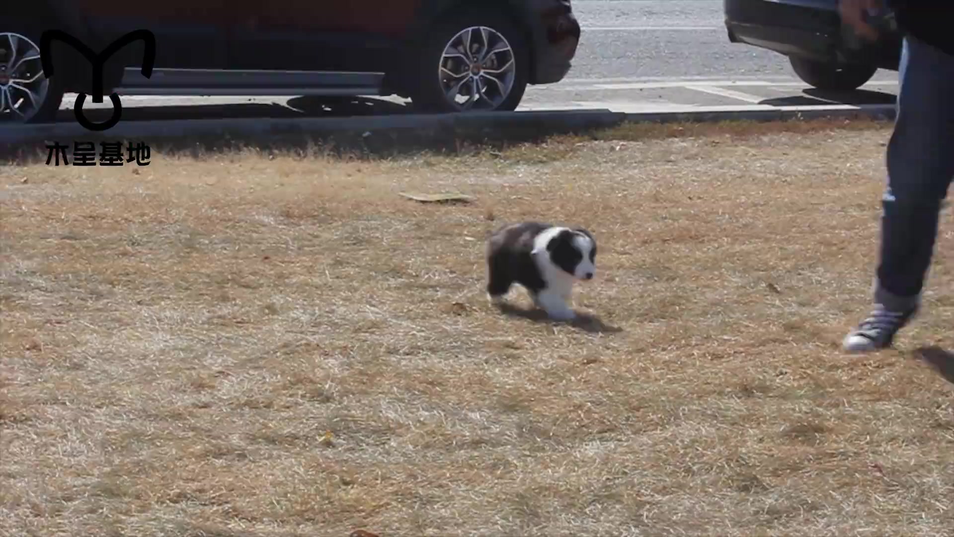【木呈边牧基地】黑白色边牧教你如何跑得优雅(滑稽