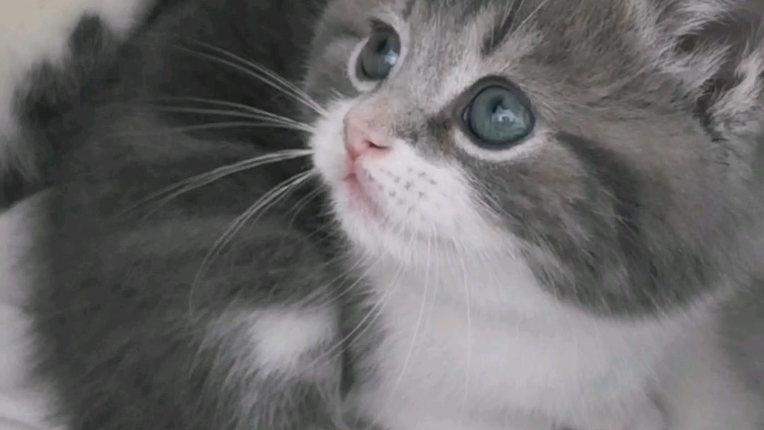 可爱的小猫,这是什么品种?