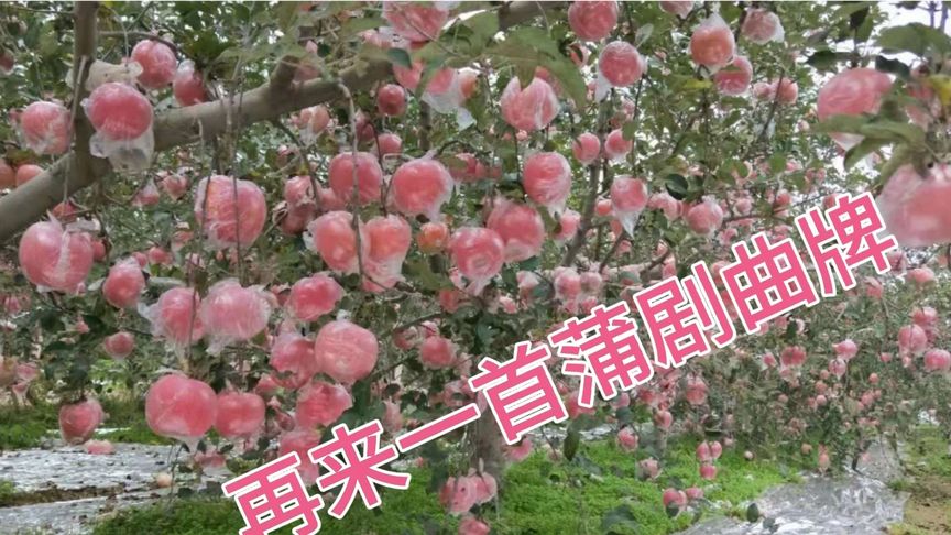 苹果从开花到结果成熟配上美妙的蒲剧曲牌,家乡味道十足