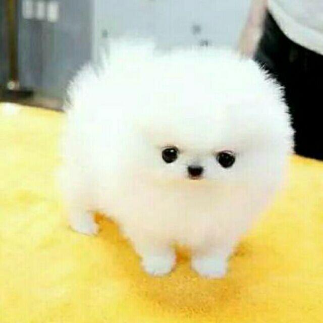 湘宜艳 