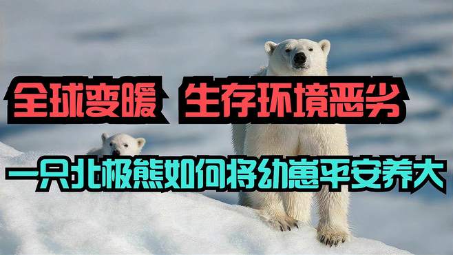 全球变暖,生存环境恶劣,一只北极熊如何将幼崽平安养大