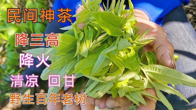 野生青钱柳,民间流传的神茶,降三高,清热降火,中老年必备茶